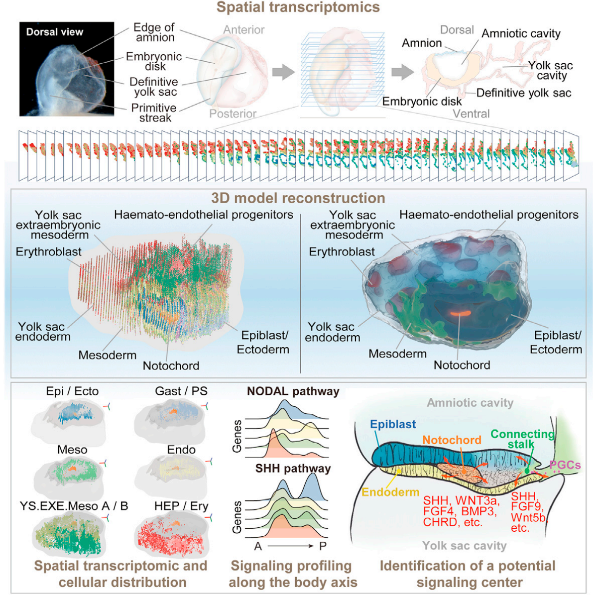 科学家首次揭示人类胚胎尾端组织中心调控原肠运动